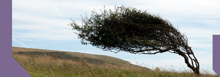 Bending with the wind | Adviser-Hub | UK