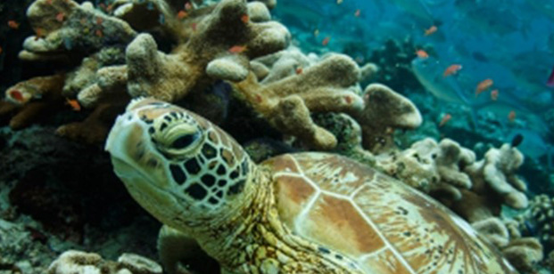 An explainer on nature and biodiversity | Adviser-Hub | UK